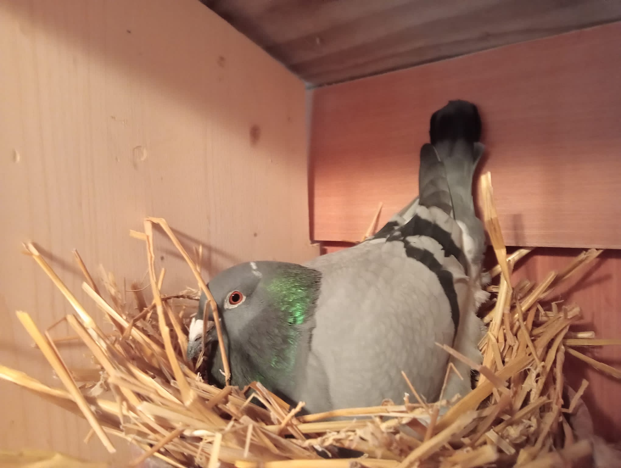 Sije en Jesse Ronner - Postduiven