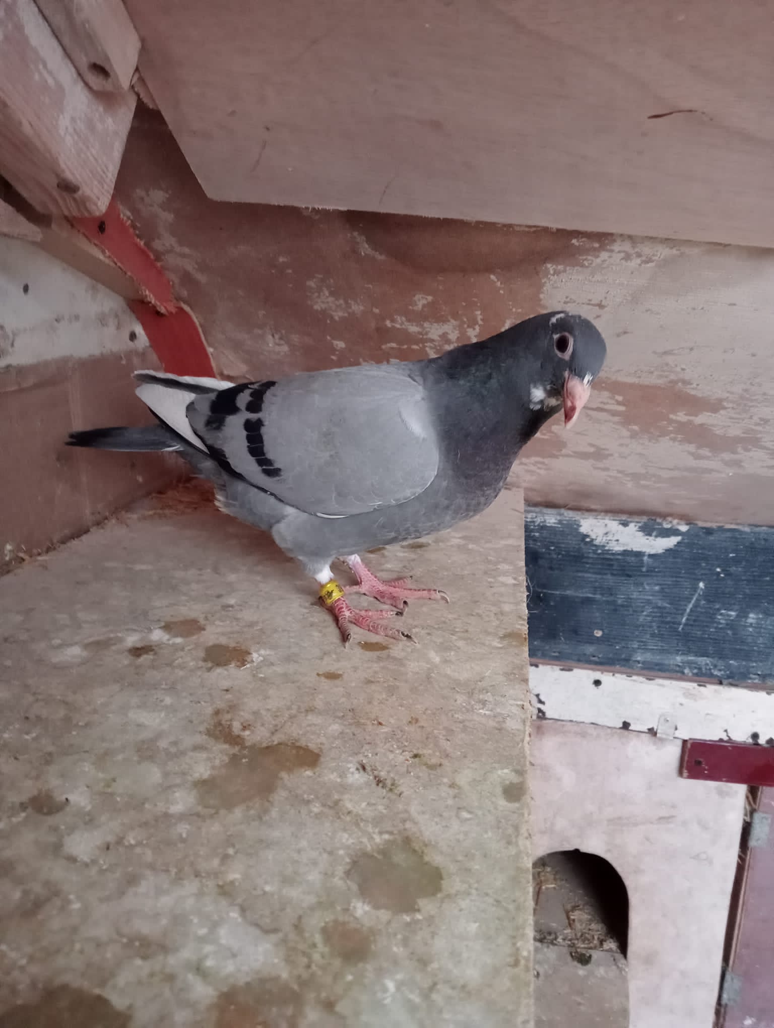 Sije en Jesse Ronner - Postduiven