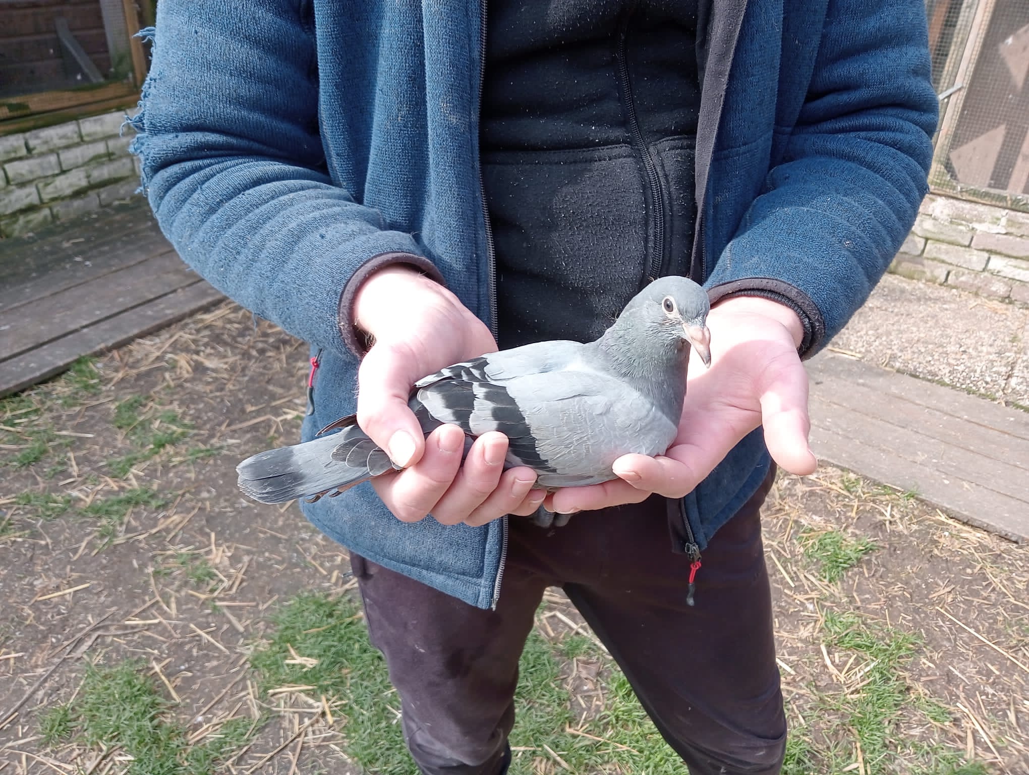 Sije en Jesse Ronner - Postduiven