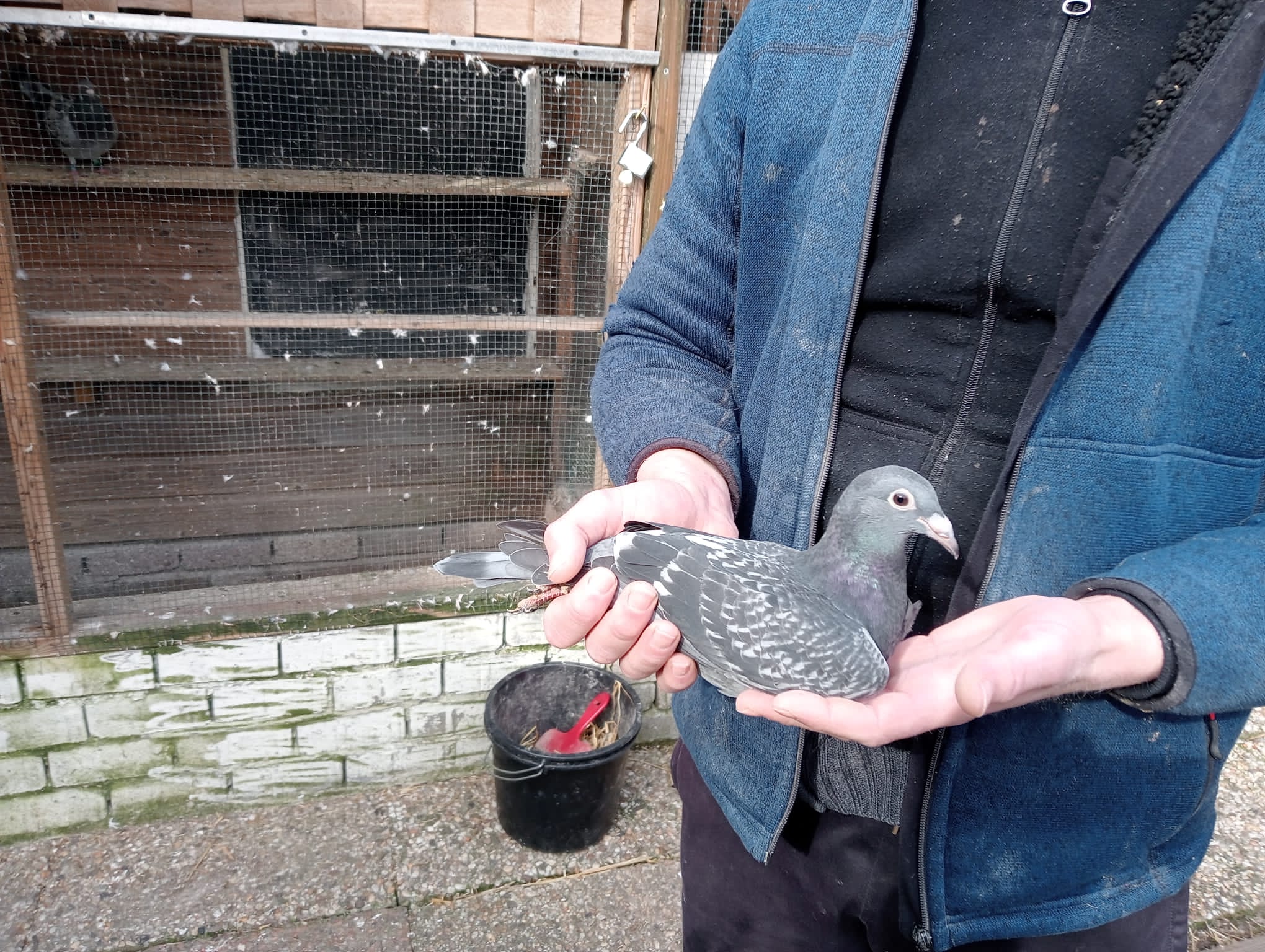 Sije en Jesse Ronner - Postduiven