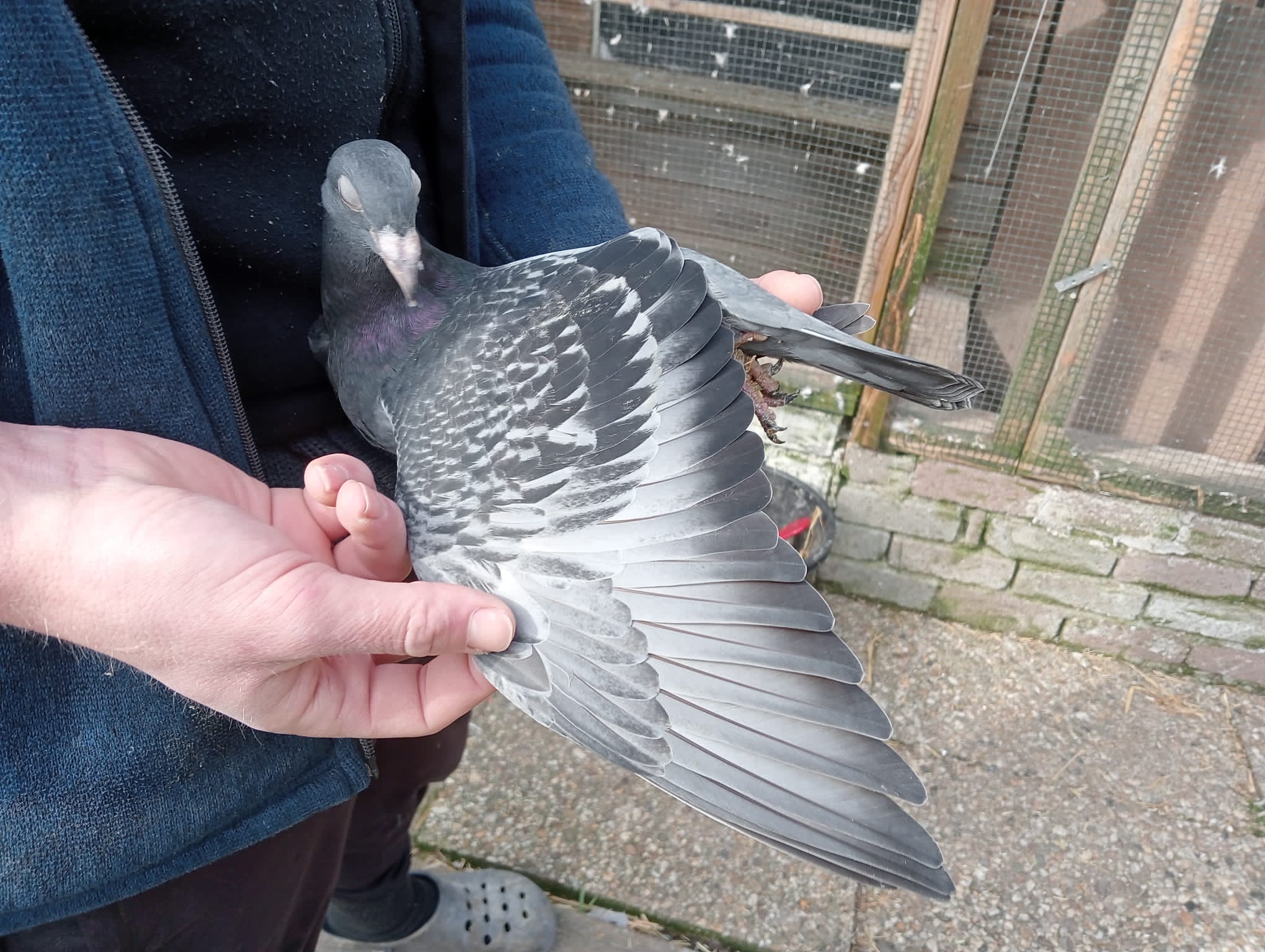 Sije en Jesse Ronner - Postduiven